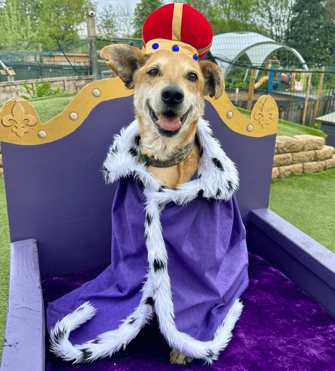 King Stuart I - Exclusive Interview - Dogs 4 Rescue