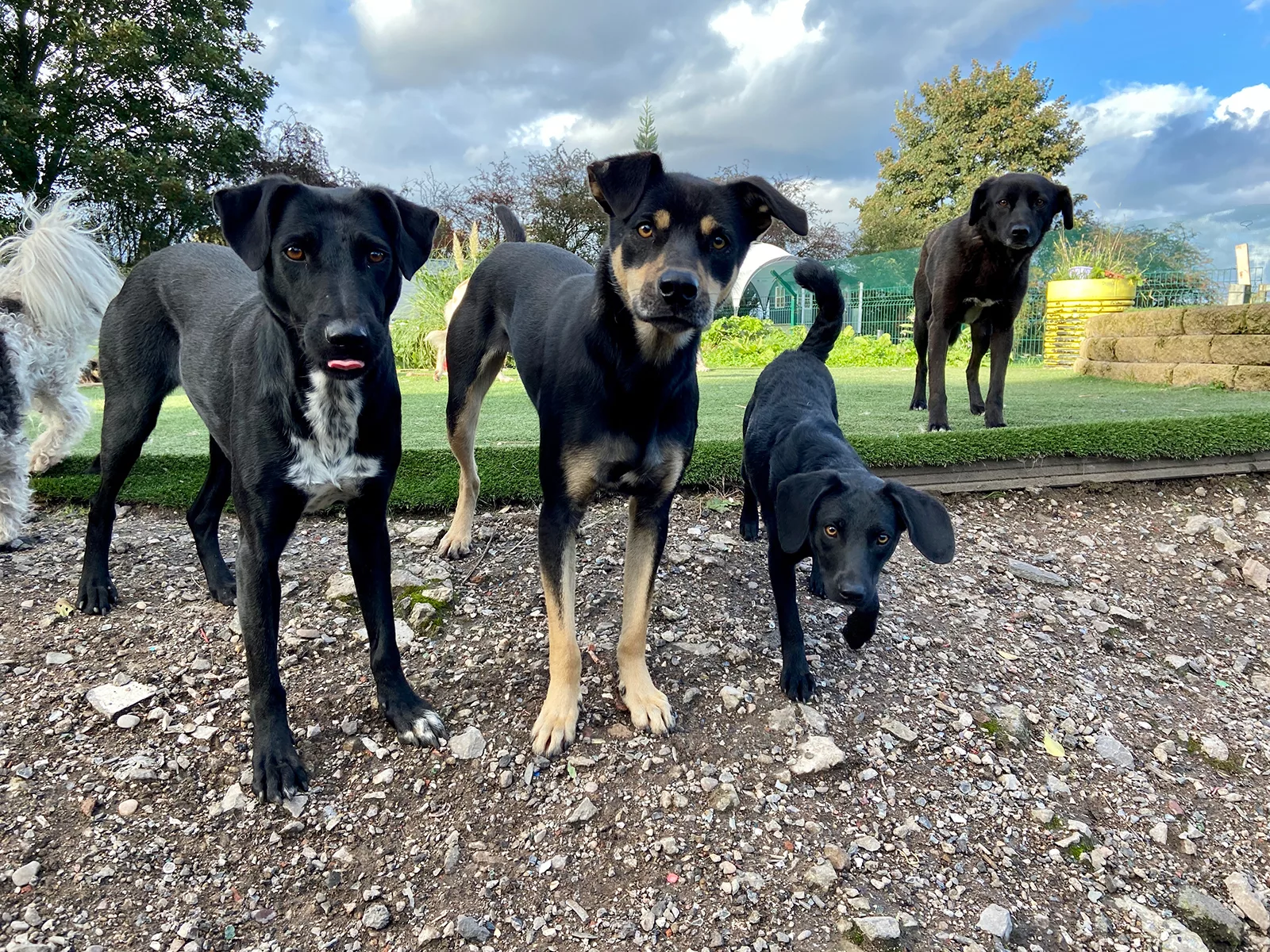 Bobby - Dogs 4 Rescue