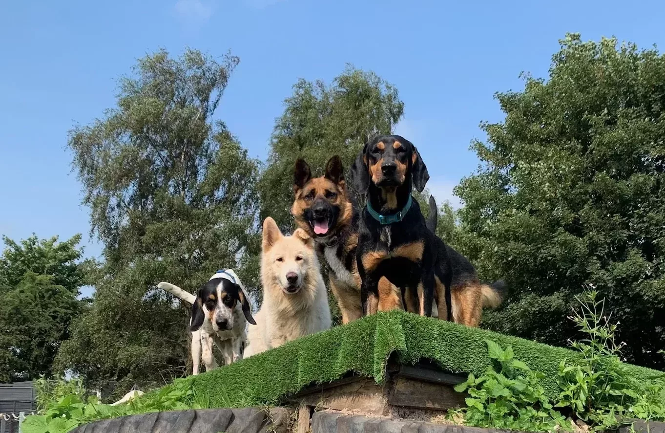 Pack Rehabilitation - Dogs 4 Rescue