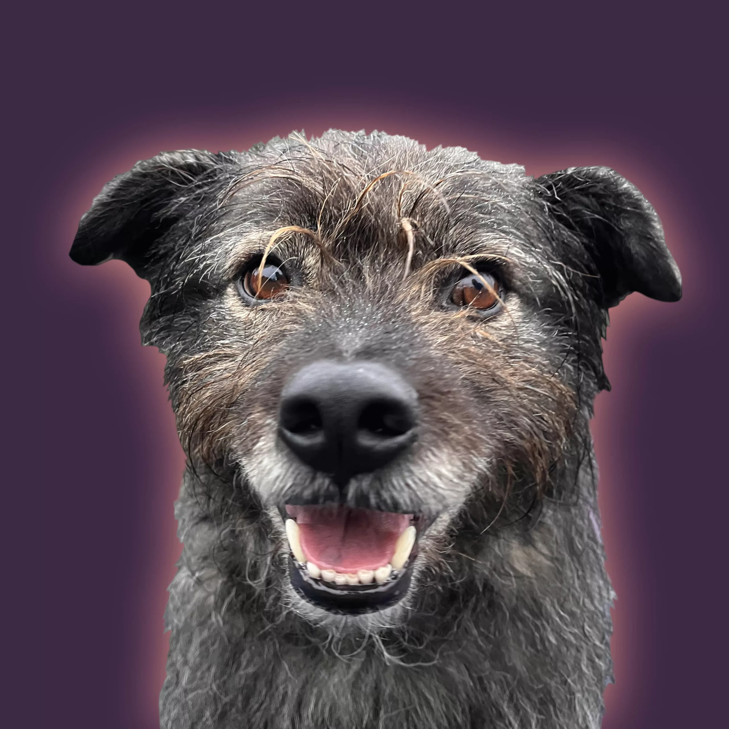 Bram - Dogs 4 Rescue