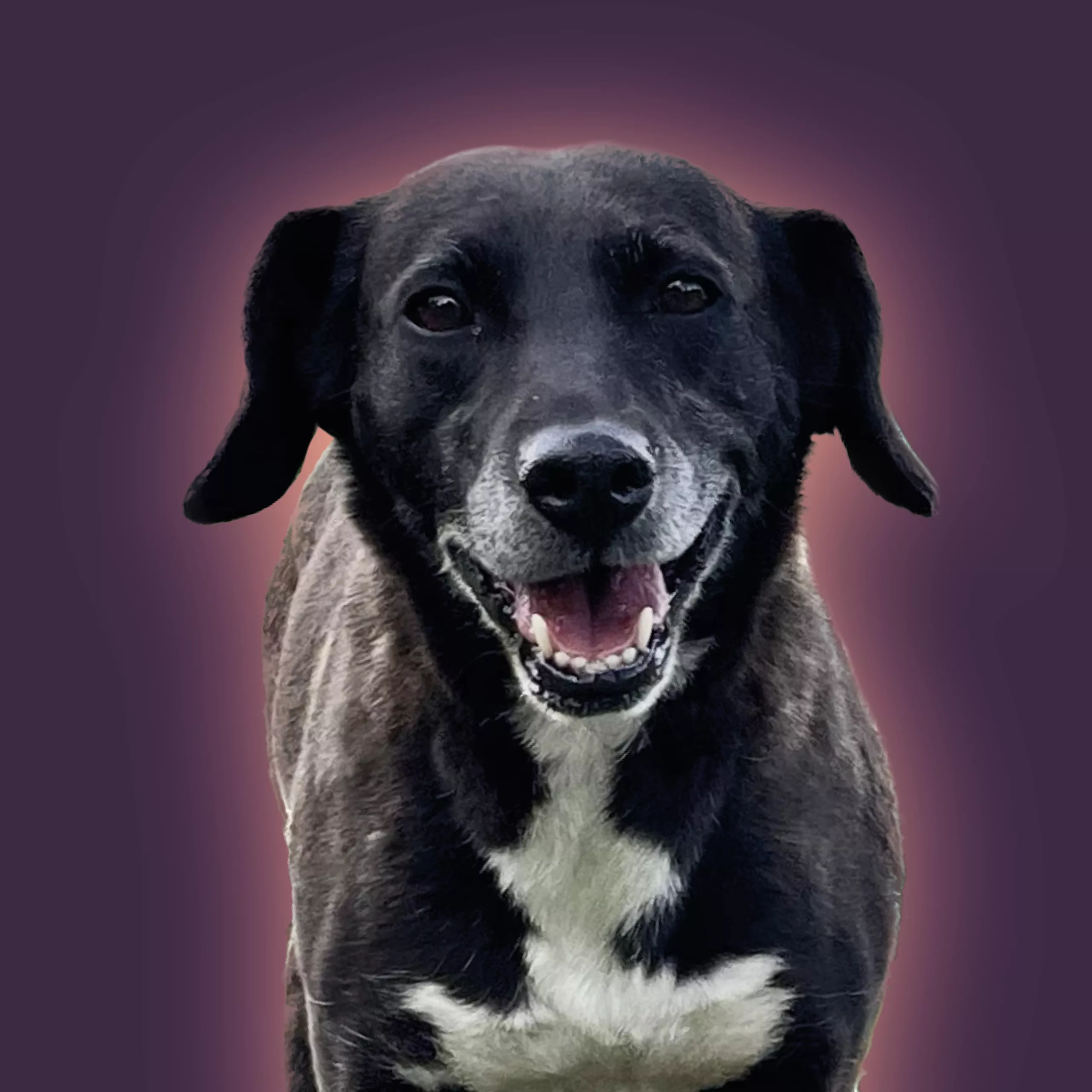 Inca - Dogs 4 Rescue