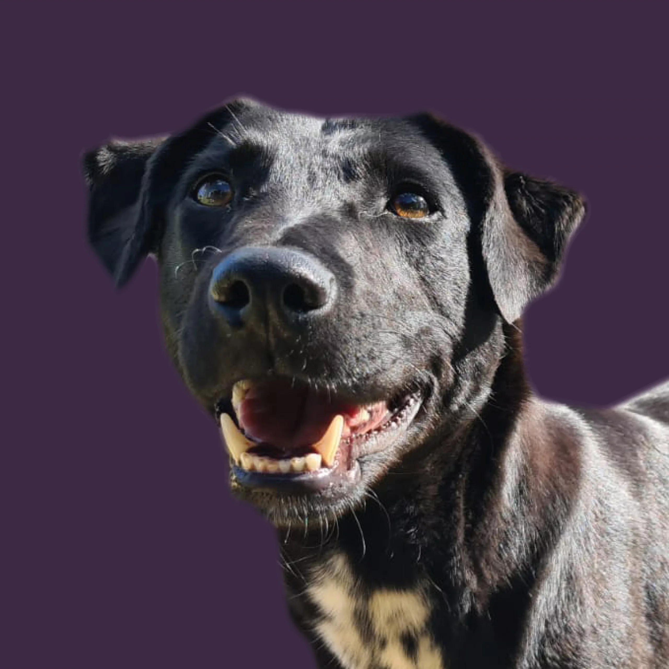 Mindy - Dogs 4 Rescue