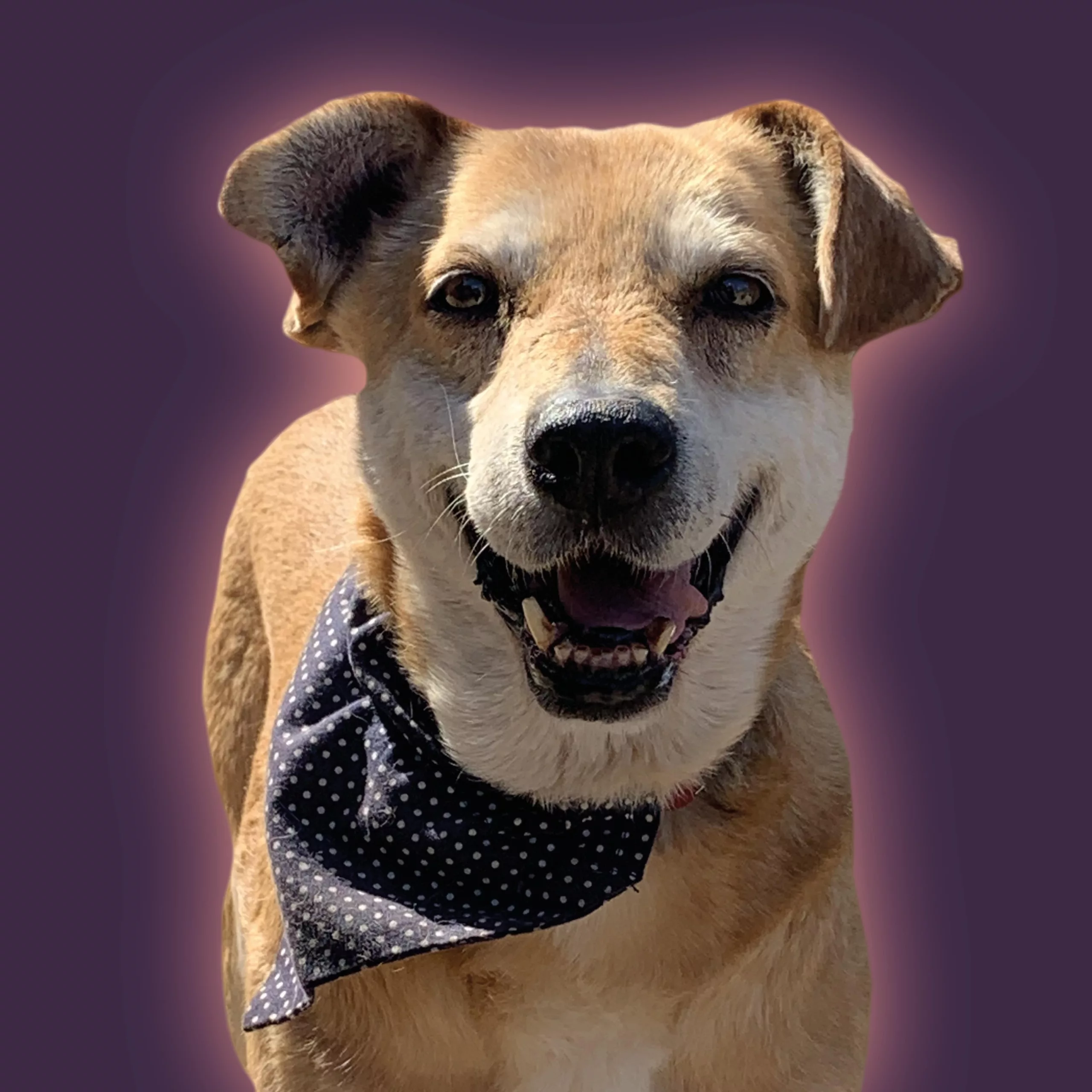 Stuart - Dogs 4 Rescue