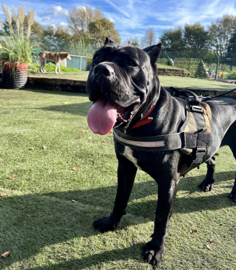 Adopt a dog with Dogs 4 Rescue