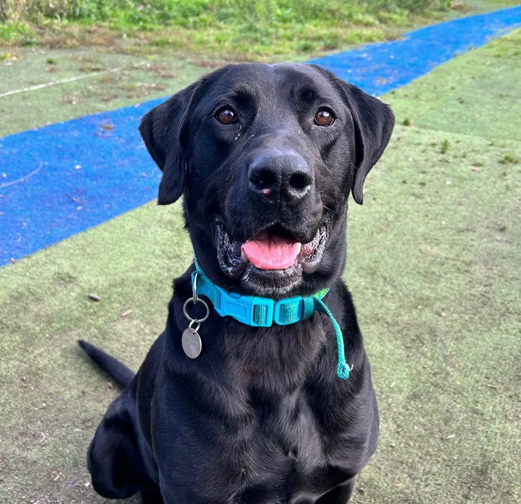 Lenny - Dogs 4 Rescue