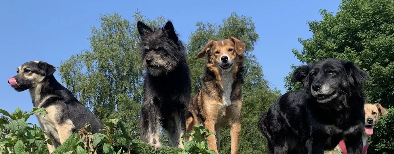 Help Us - Dogs 4 Rescue