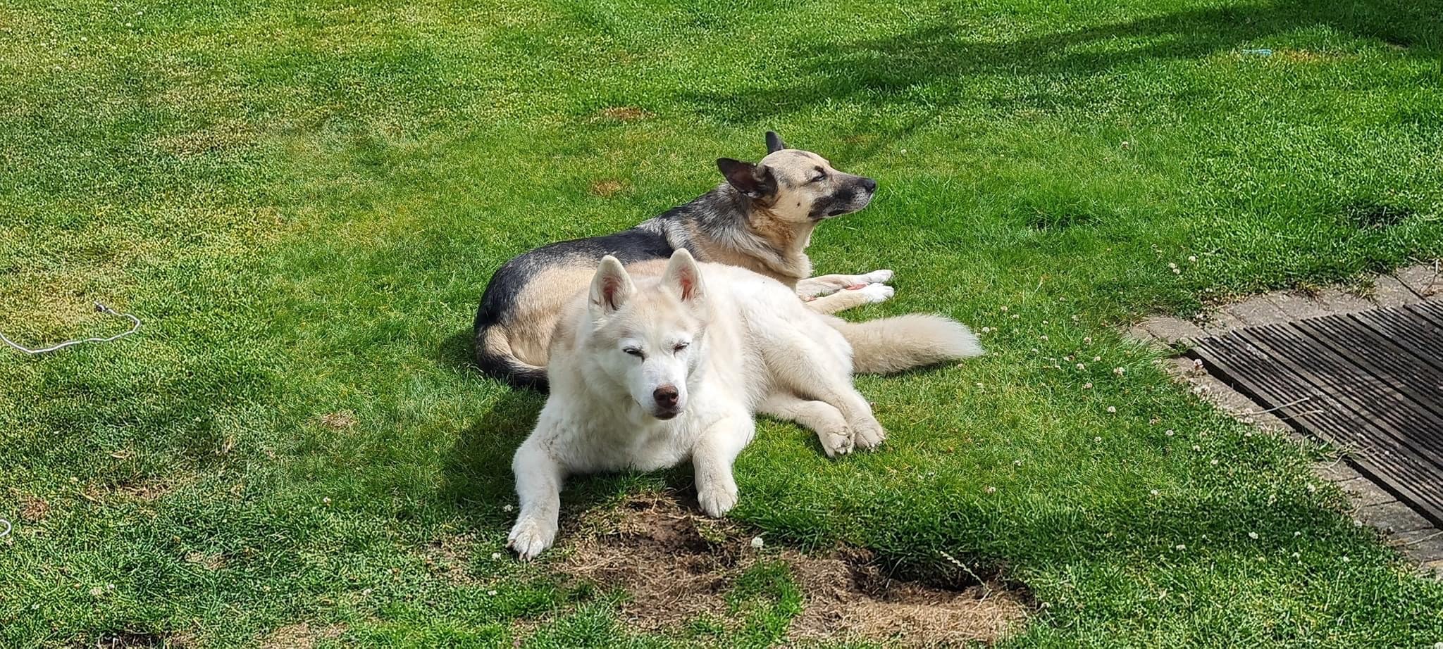 Apply to Become a Dog Foster Manchester - Dogs 4 Rescue Manchester