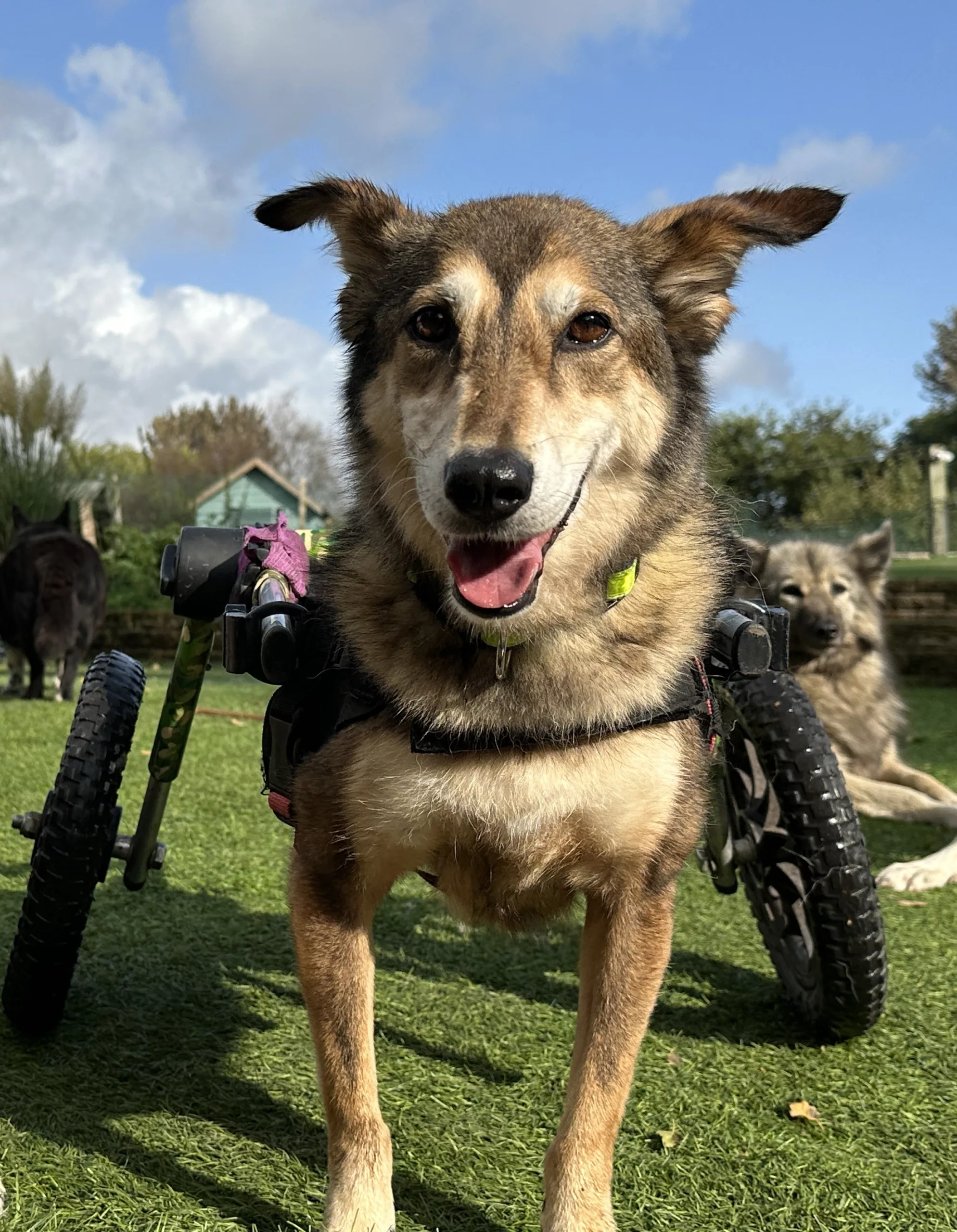 Candy - Dogs 4 Rescue