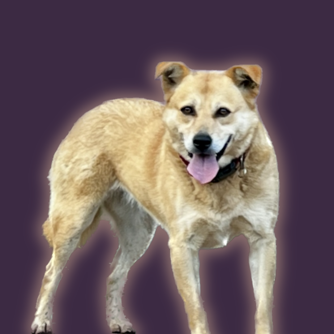 Donate to help Alice