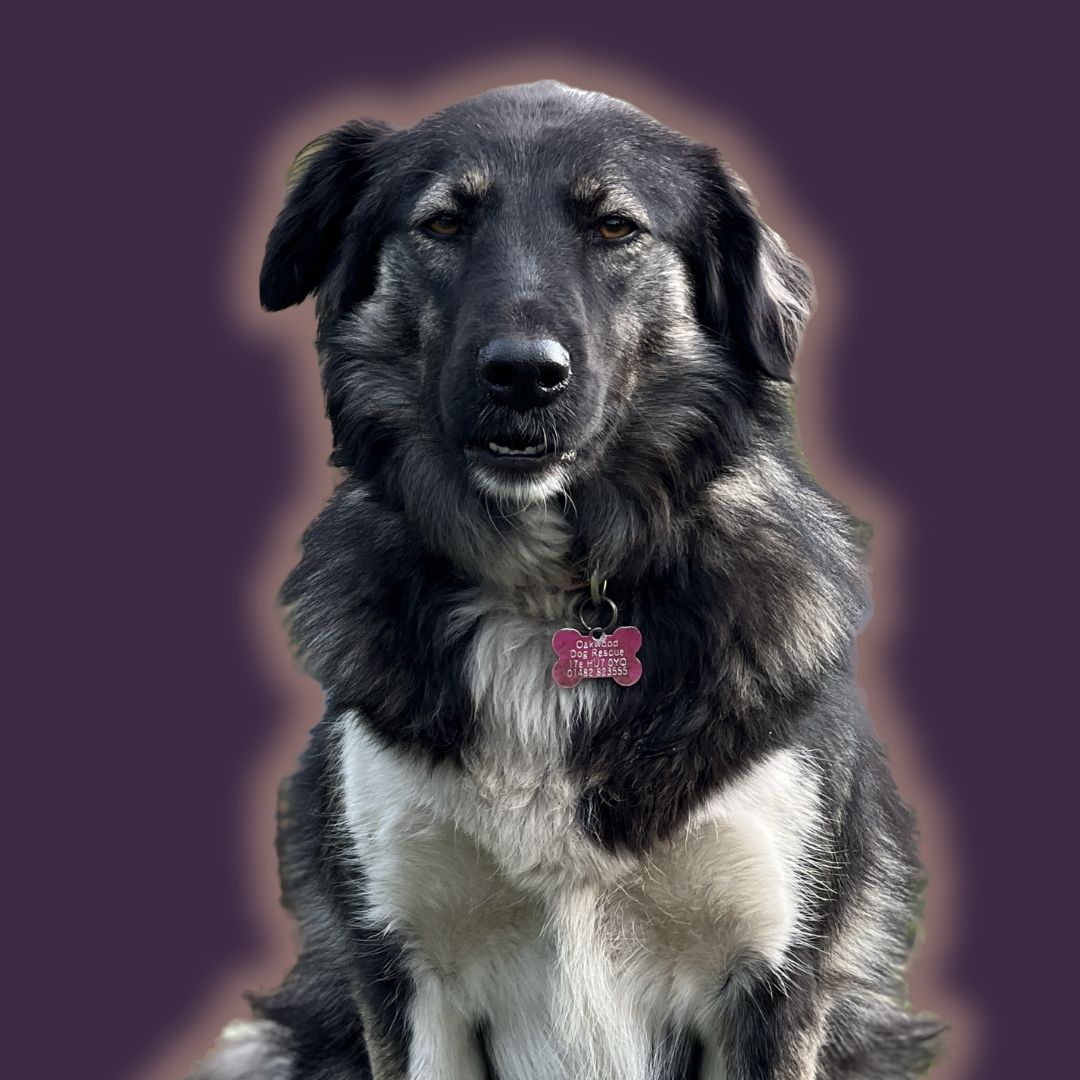 Donate to help Daria