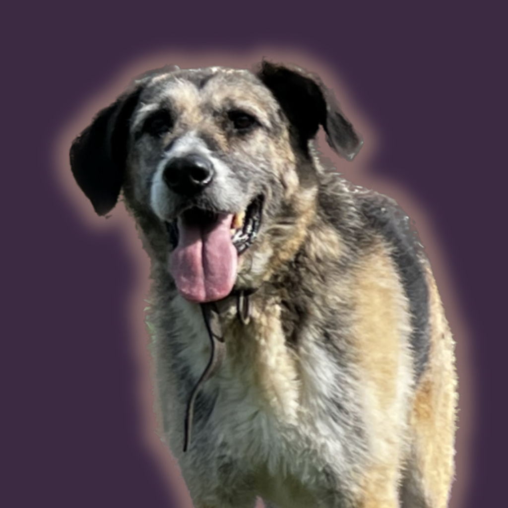 Donate to help Frank