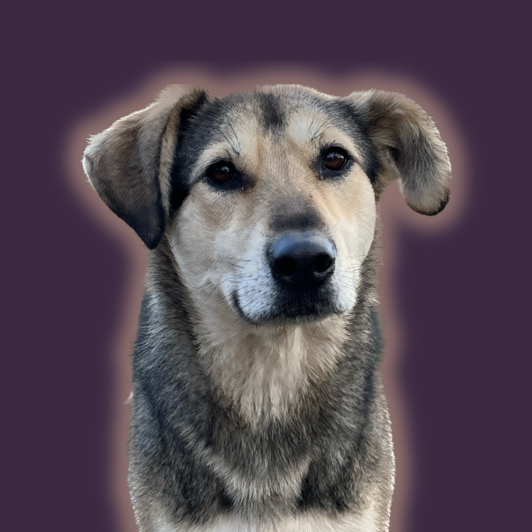 Donate to help Nicky