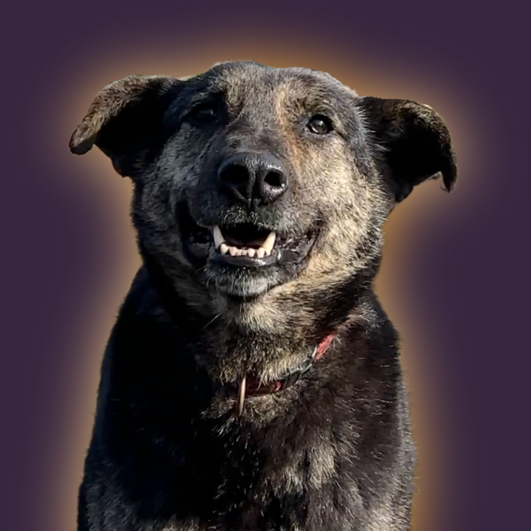 Donate to help Molly