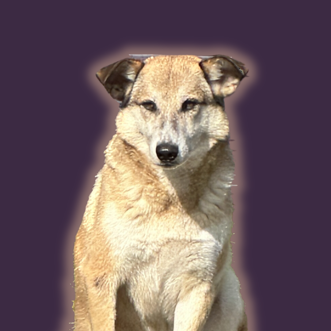 Donate to help Willow